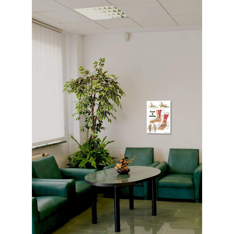 Brain Disorders Anatomical Chart