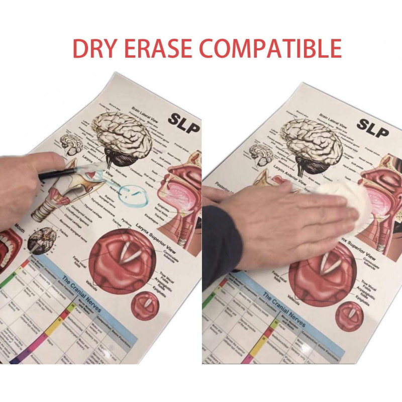 Larynx and Vocal Folds ID iBook