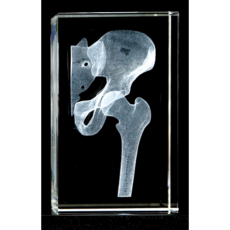 Front Muscular System Labeled